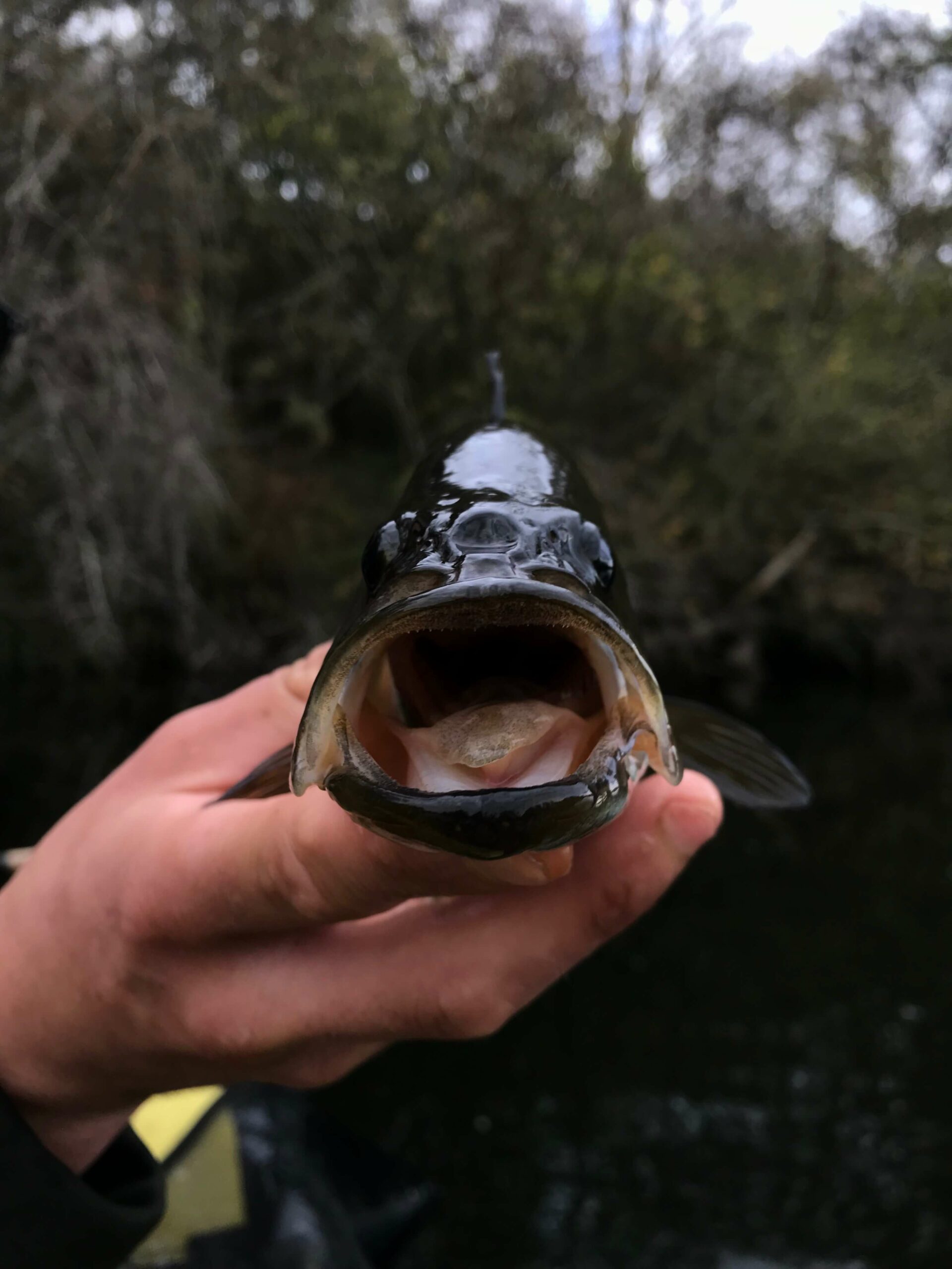 Tout savoir sur le Black Bass - Abracada Bass